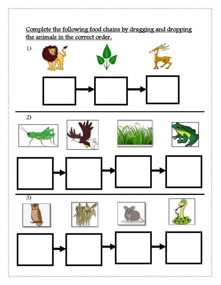 Food Chain Worksheet - Download Free Printable Templates