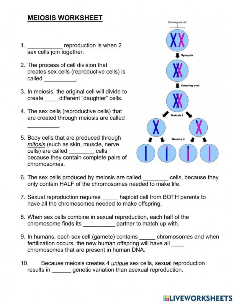 Meiosis Worksheet - Download Free Printable Templates