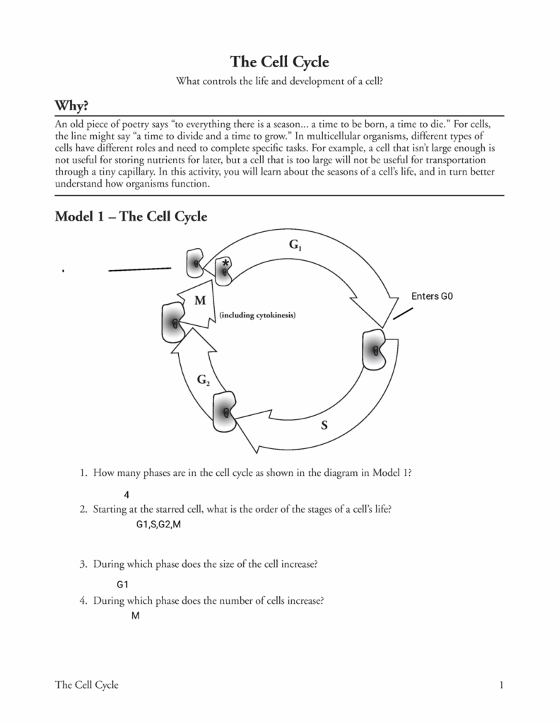 The Cell Cycle Worksheet - Download Free Printable Templates