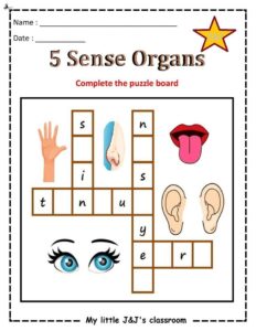 Sense Organs Worksheet - Download Free Printable Templates